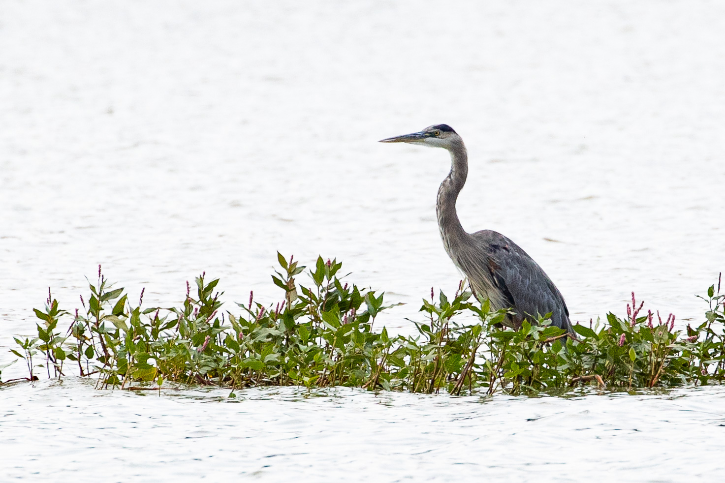 GED Program | SAN CARLOS APACHE TRIBE - OFFICIAL WEBSITE